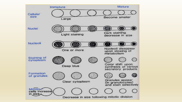 Hematopoiesis: Origin and development of blood cells | PPTX