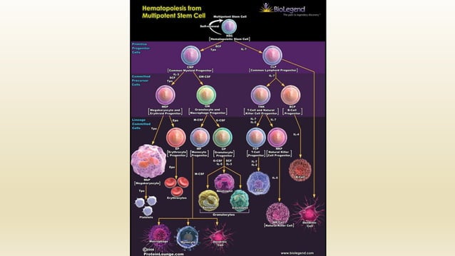 Hematopoiesis: Origin and development of blood cells | PPTX