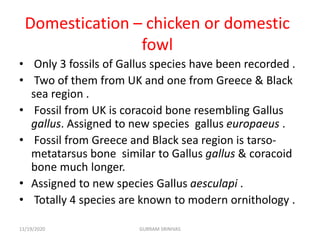 Origin and domestcation of poultry | PPTX