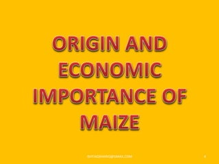 Origin and Economic Importance of Maize | PDF