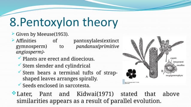 ORIGIN AND EVOLUTION OF ANGIOSPERMS'.pptx
