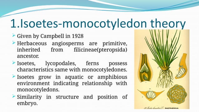 ORIGIN AND EVOLUTION OF ANGIOSPERMS'.pptx