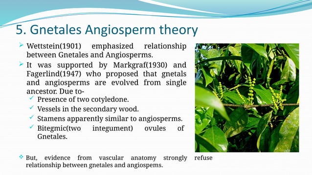 ORIGIN AND EVOLUTION OF ANGIOSPERMS'.pptx