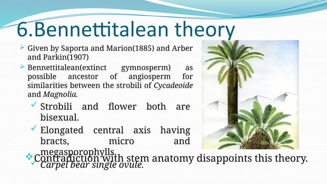ORIGIN AND EVOLUTION OF ANGIOSPERMS'.pptx