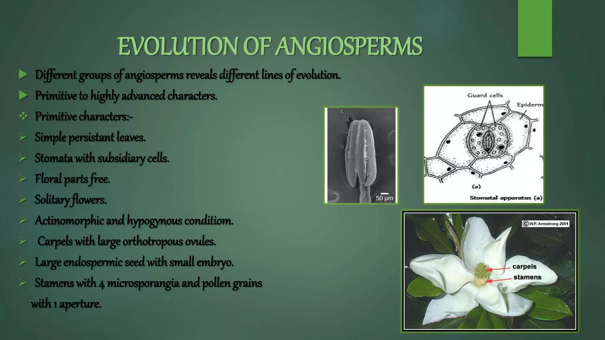 Origin and evolution of angiosperms | PPTX
