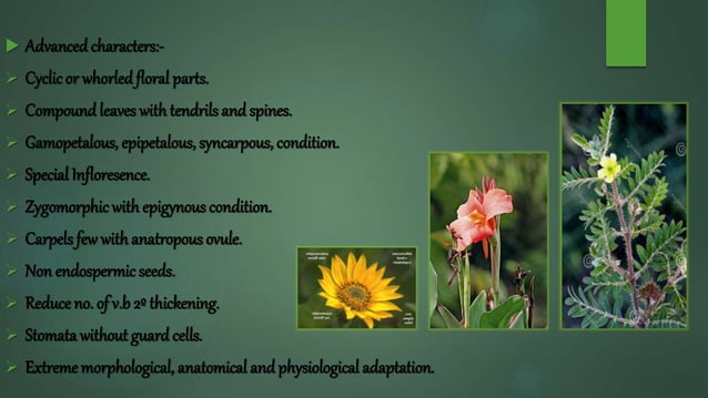 Origin and evolution of angiosperms | PPTX
