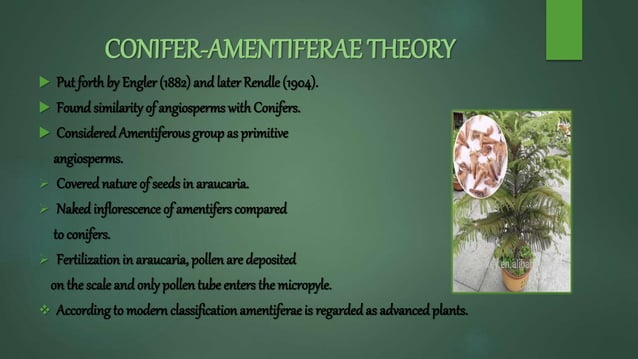 Origin and evolution of angiosperms | PPTX