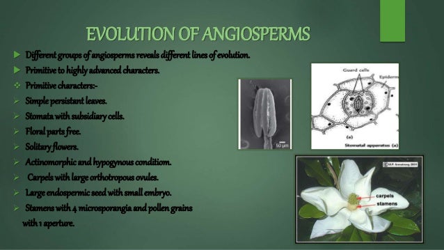 Origin and evolution of angiosperms