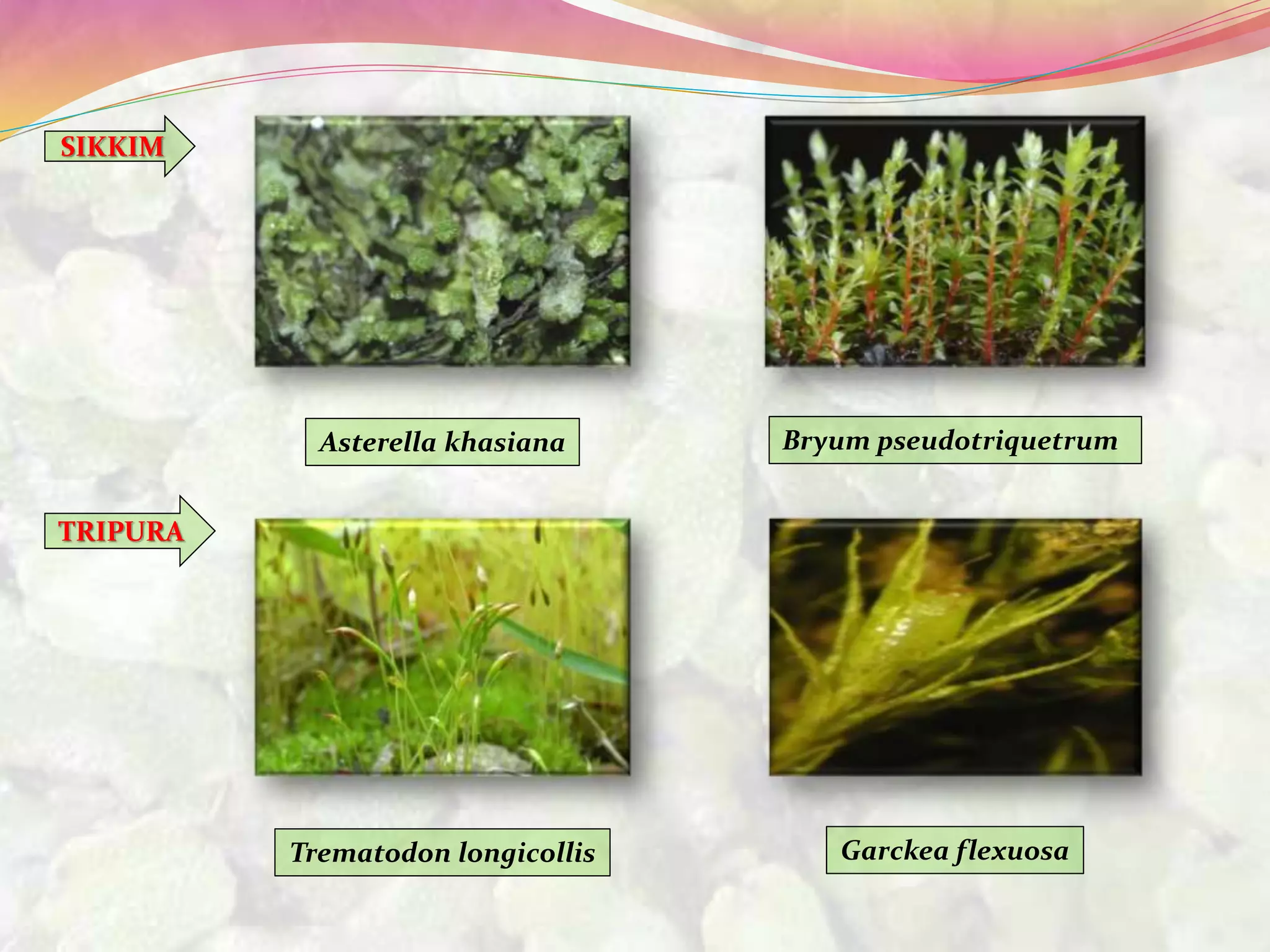 Origin and evolution of bryophytes | PPTX