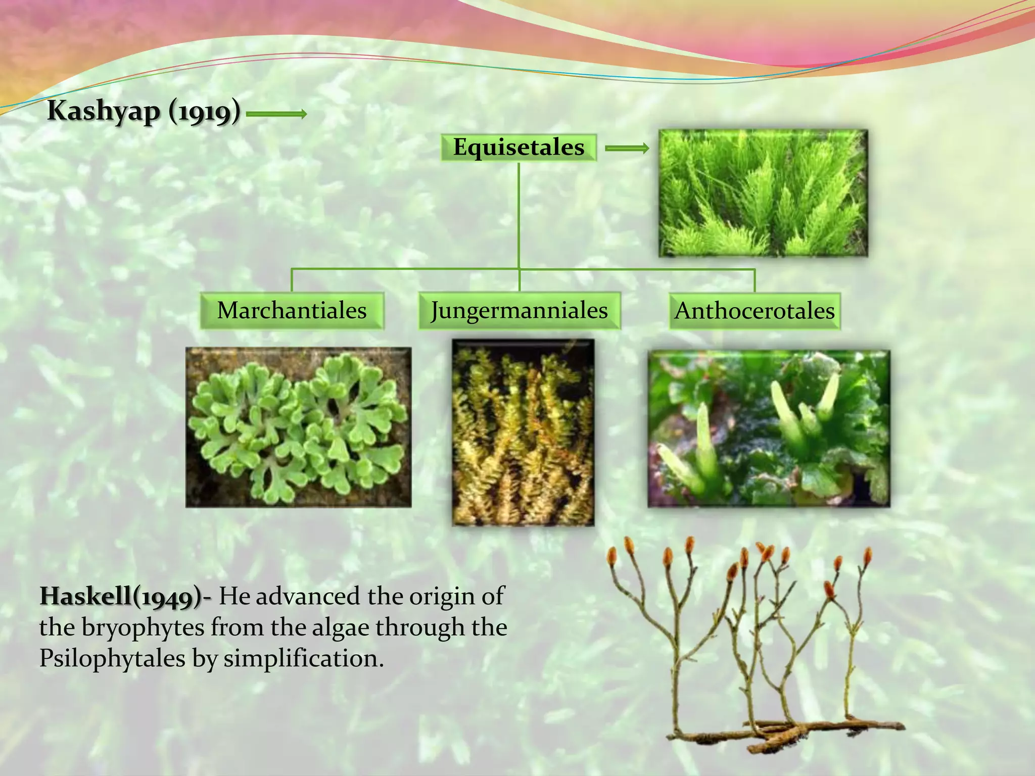 Origin and evolution of bryophytes | PPTX