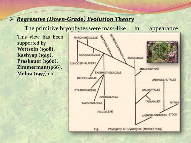 Origin and evolution of bryophytes | PPTX | Biological Sciences | Science