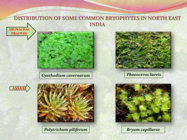 Origin and evolution of bryophytes | PPTX | Biological Sciences | Science