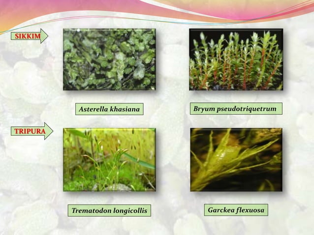 Origin and evolution of bryophytes | PPTX | Biological Sciences | Science