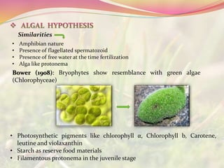 Origin and evolution of bryophytes | PPTX