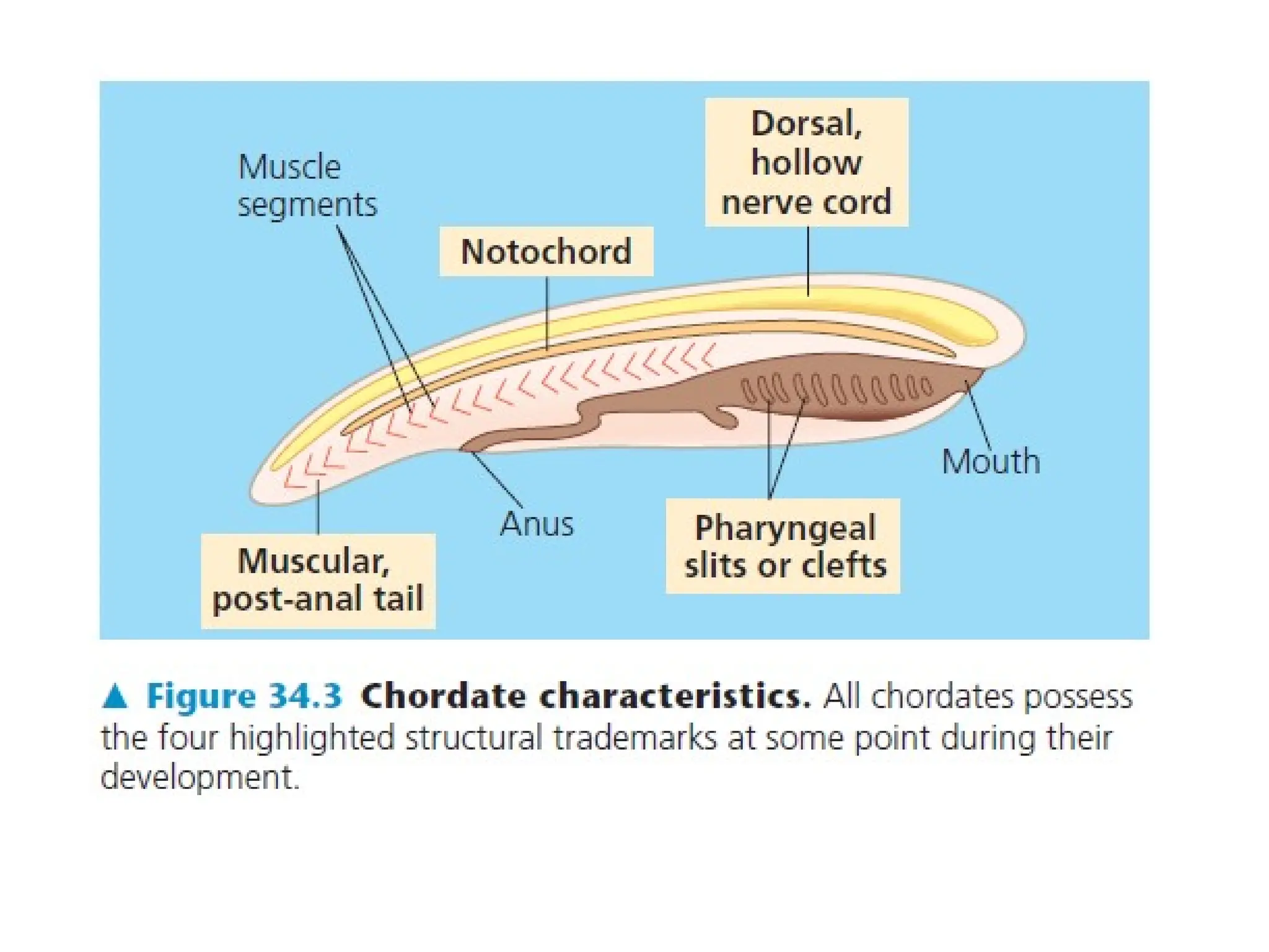 Origin And Evolution of Chordates In Detail | PPTX