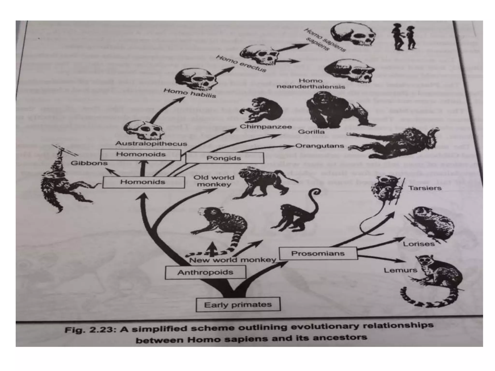 Origin and evolution of human | PPTX