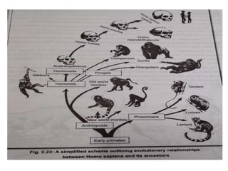 Origin and evolution of human | PPTX