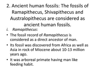 Origin and evolution of human | PPTX | Geology | Science