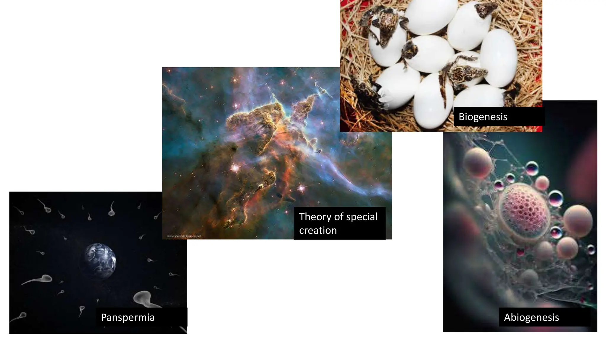 Origin and Evolution of Life.pptx