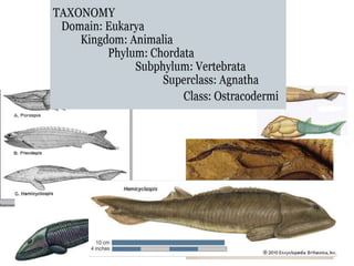 Ostracoderms And Placoderms