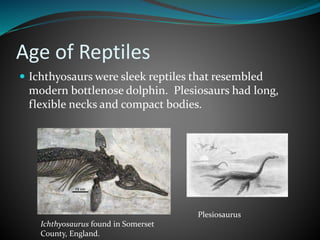 Origin and evolution of reptiles | PPTX