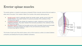 Origin and Functions of the back muscles.pptx