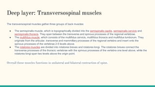 Origin and Functions of the back muscles.pptx