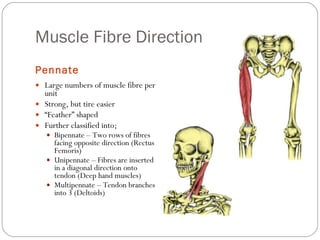 Origin and insertion of major muscles & fibre | PPT