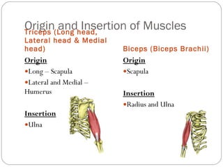 Origin and insertion of major muscles & fibre | PPT | Death, Injury, or ...