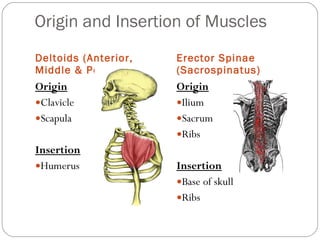 Origin and insertion of major muscles & fibre | PPT