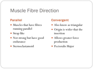 Origin and insertion of major muscles & fibre