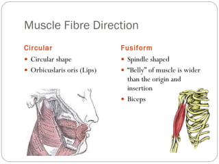 Origin and insertion of major muscles & fibre | PPT