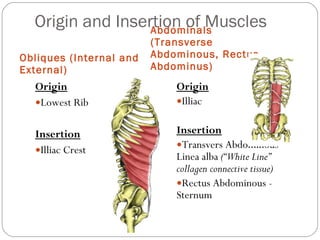 External Oblique Muscle Origin And Insertion