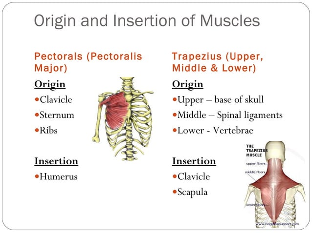 Origin and insertion of major muscles & fibre
