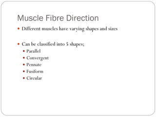 Origin and insertion of major muscles & fibre | PPT