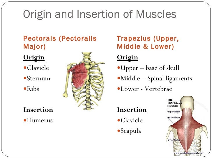 Origin and insertion of major muscles & fibre