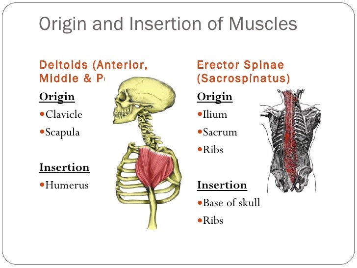 Origin and insertion of major muscles & fibre