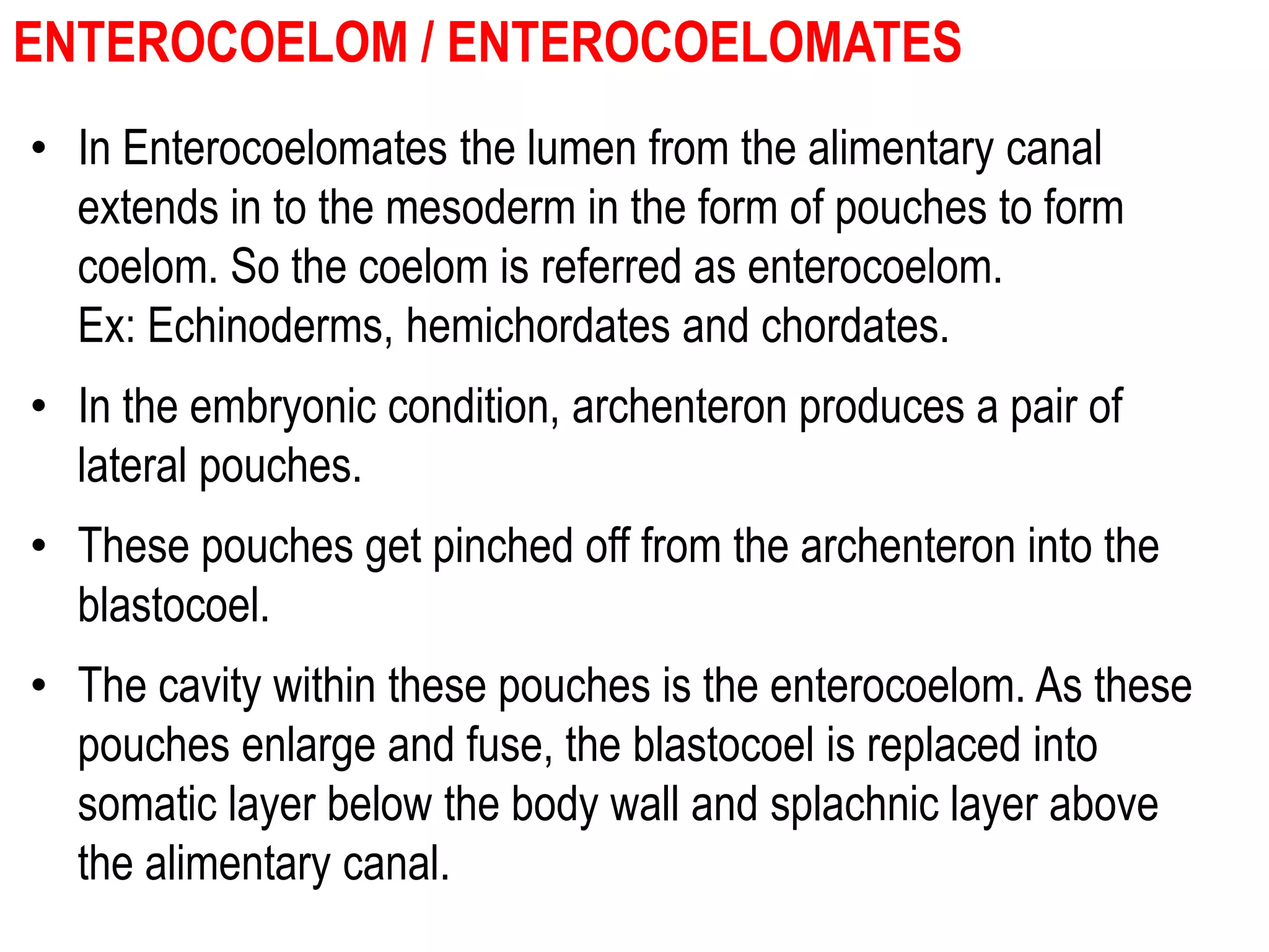 Origin and Organization of Coelom_MS.pptx