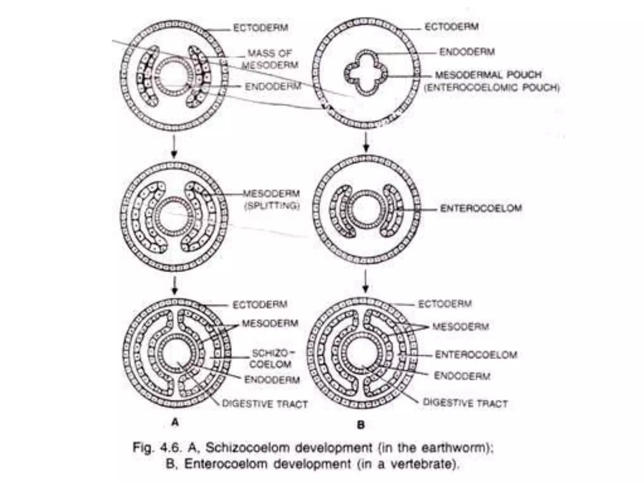 Origin and Organization of Coelom_MS.pptx