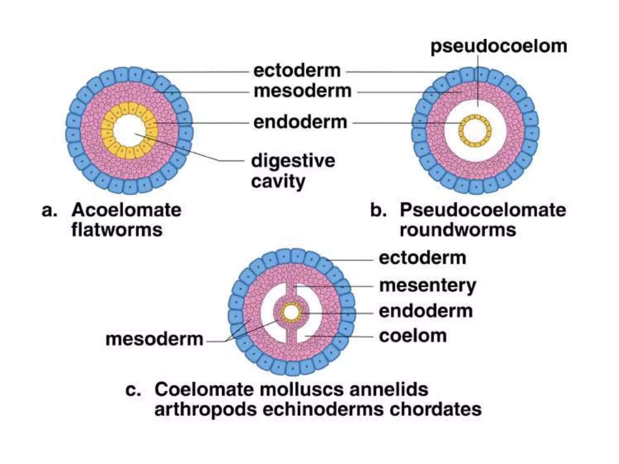 Origin and Organization of Coelom_MS.pptx