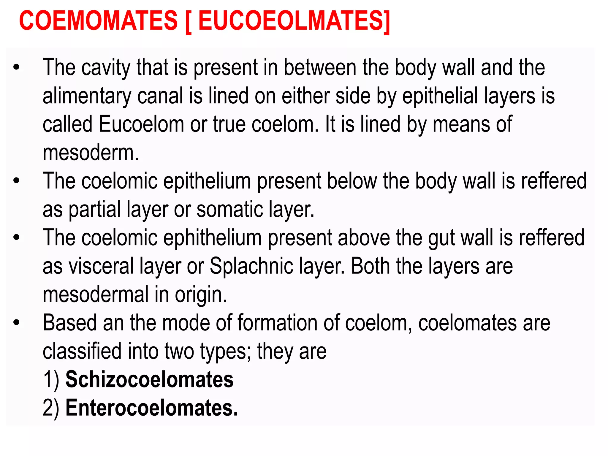 Origin and Organization of Coelom_MS.pptx