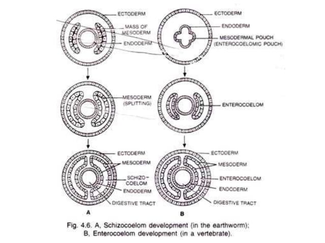Origin and Organization of Coelom_MS.pptx
