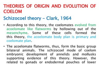 Origin and Organization of Coelom_MS.pptx