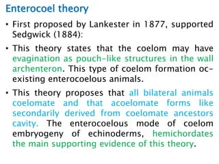 Origin and Organization of Coelom_MS.pptx