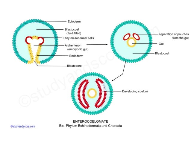 Origin and Organization of Coelom_MS.pptx