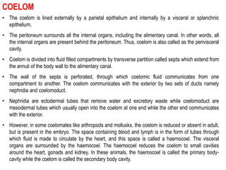 Origin and Organization of Coelom_MS.pptx