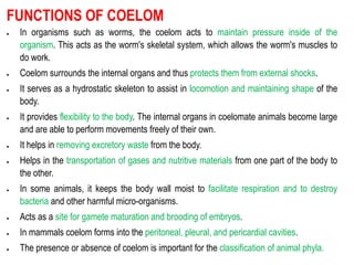 Origin and Organization of Coelom_MS.pptx