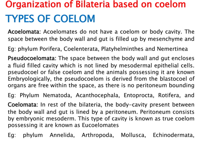 Origin and Organization of Coelom_MS.pptx