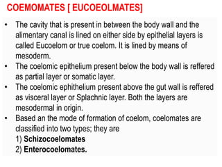 Origin and Organization of Coelom_MS.pptx