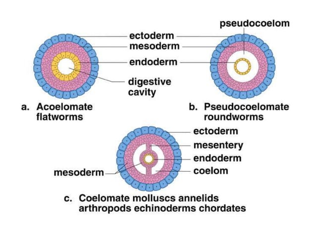 Origin and Organization of Coelom_MS.pptx